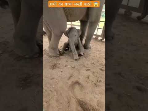 hathi ka baccha...playing with Mother elephant ????????????#animalslife #animalshorts #nature