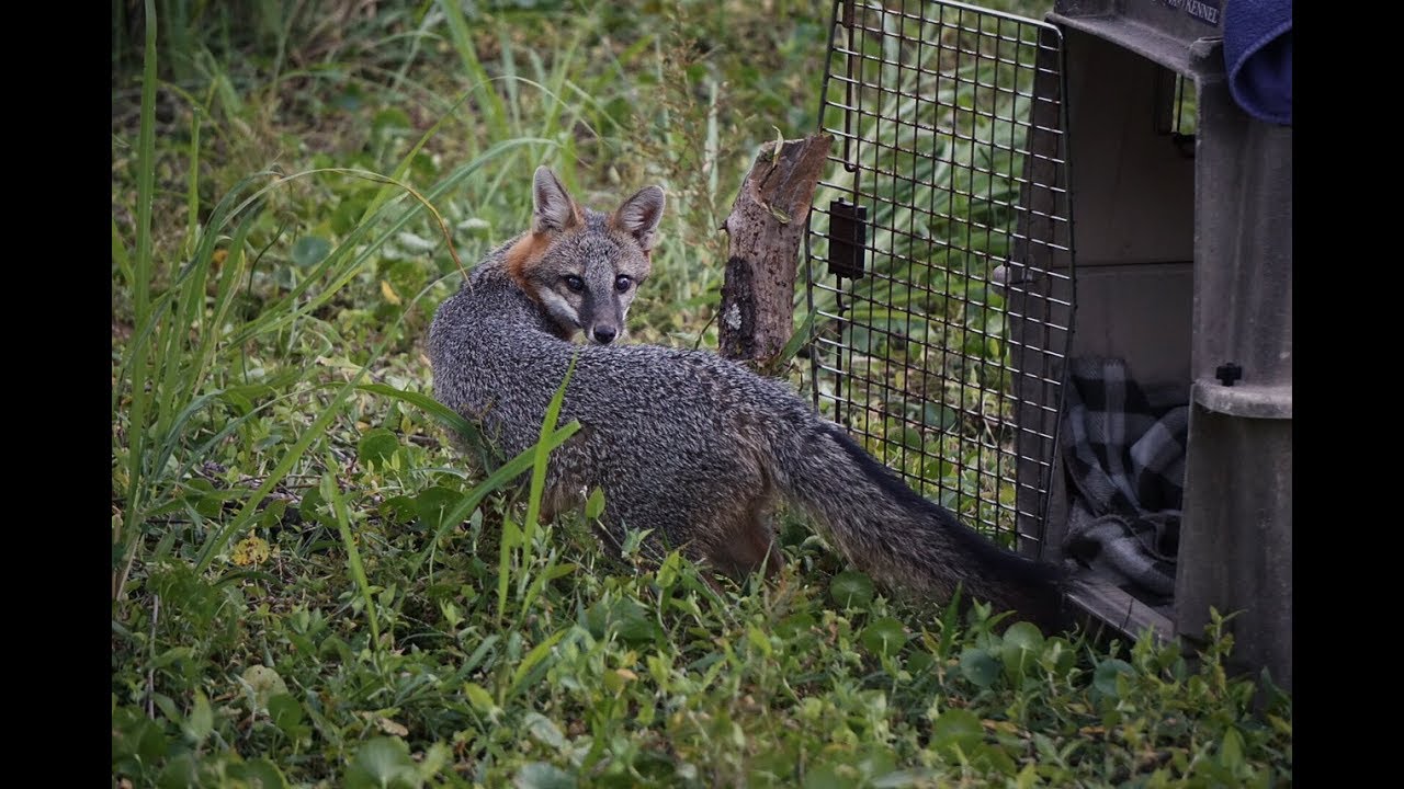 Rehabilitated gray fox released