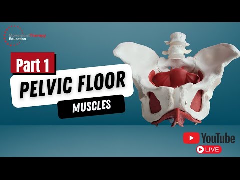 Explore the Amazing Muscles Of Your Pelvic Floor!