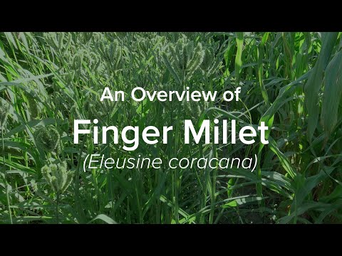 An Overview of Finger Millet | Understudied Indigenous Crops