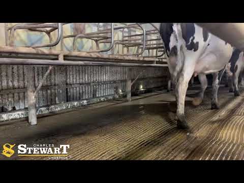 Spokes Dairy Dispersal Sale