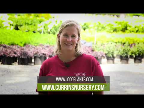 Currin's Nursery Virtual Tour