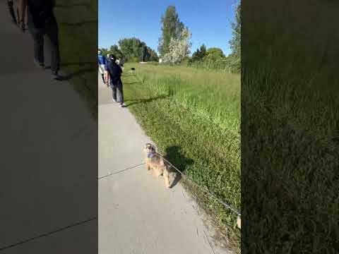 Ziggy crushed the 5k! Look at those little legs go. #dogs #puppies #shorts #running #5k