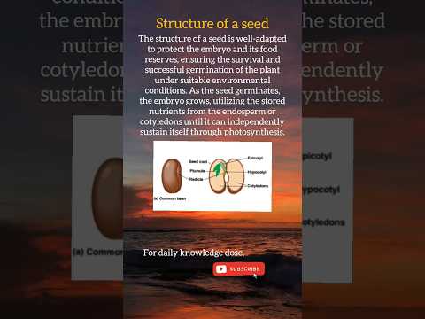 Structure of a seed!!! #shorts #ytshorts #seed #biology