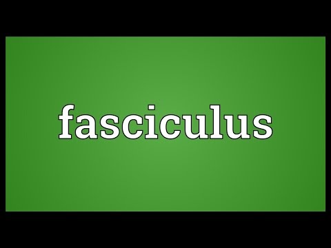 Fasciculus Meaning