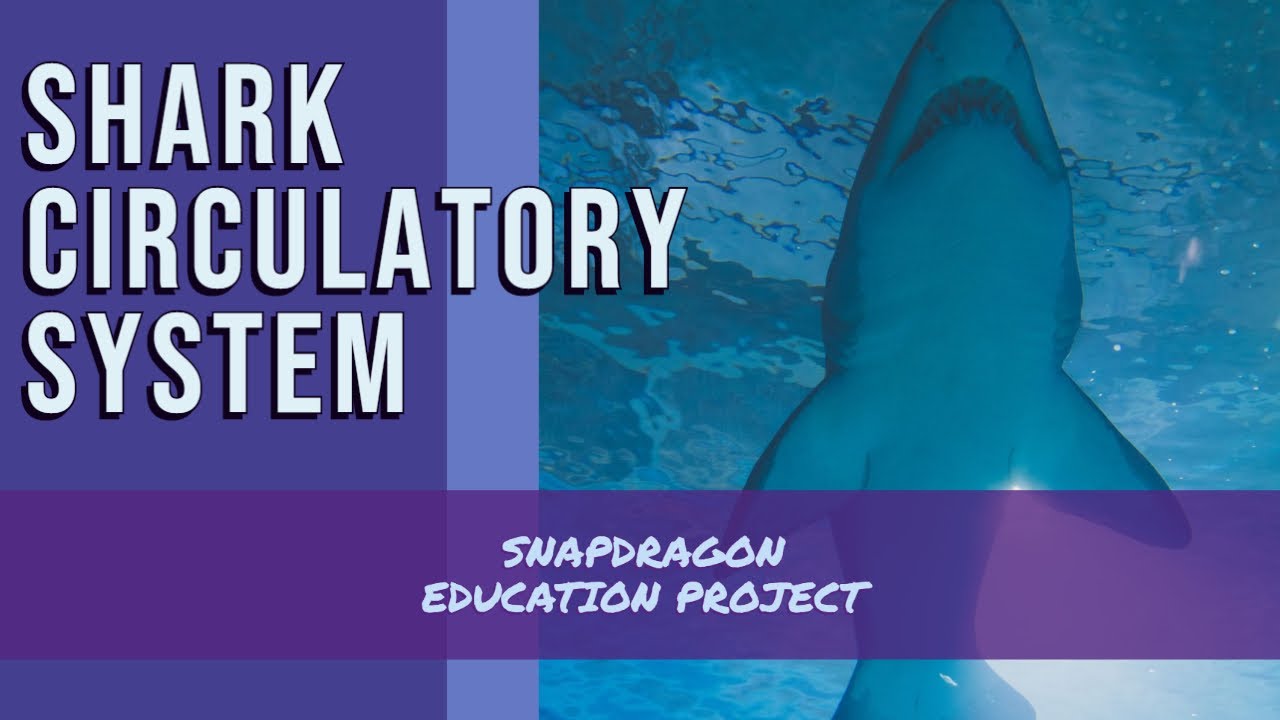 The Shark Circulatory System