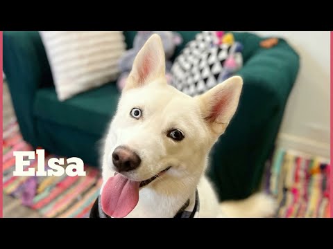 Dog for adoption - Elsa Adorable Family Husky, a Husky & German ...