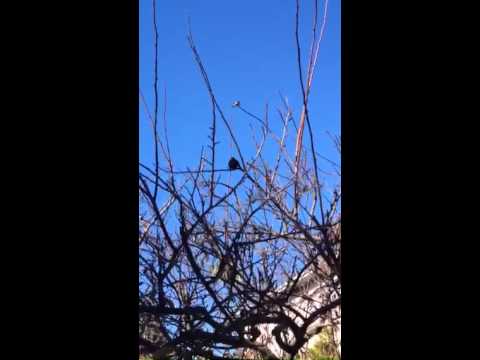 hummingbird