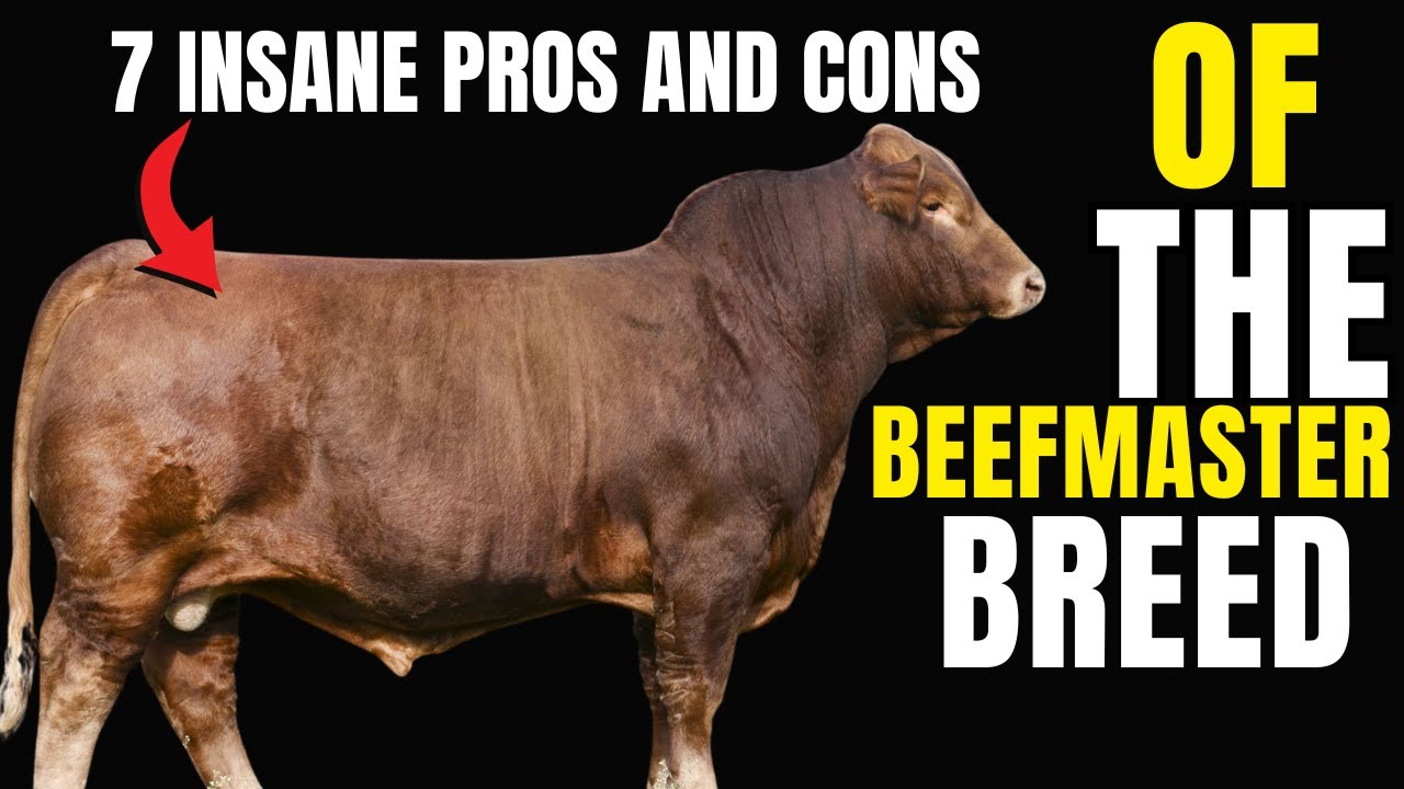 Beefmaster: Pros & Cons EXPLAINED (Is It Right For Your Ranch?)