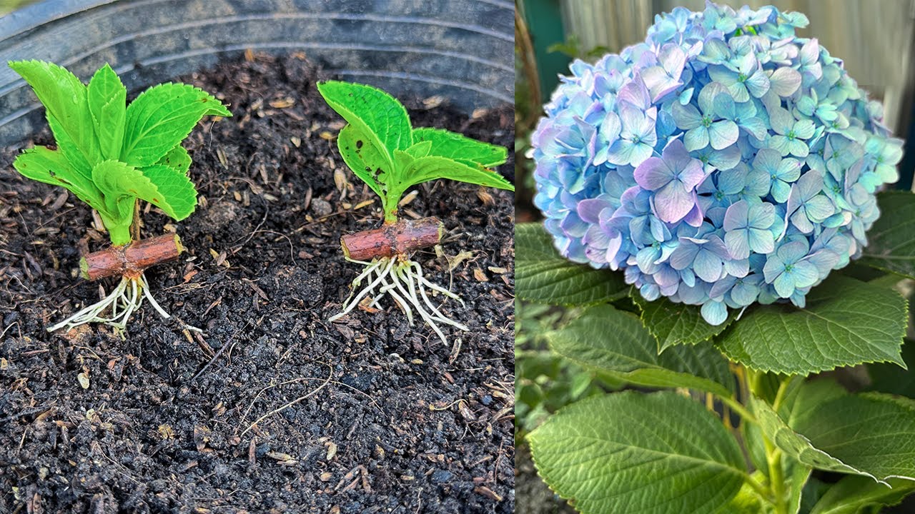 Quick Tips for Propagating Hydrangeas from Nodes to Encourage Fast Rooting and Sprouting