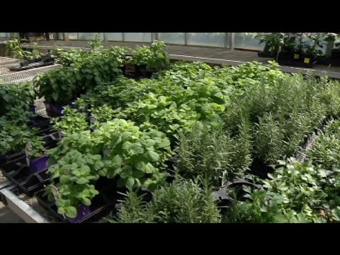 In the Garden: Not-so-common herbs