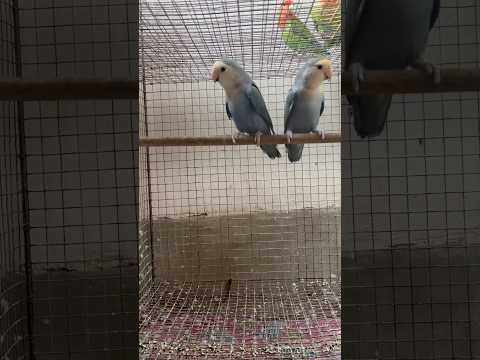 Love birds male & female difference 🦜 #shorts #viral #ytshorts #lovebirds #love #birds