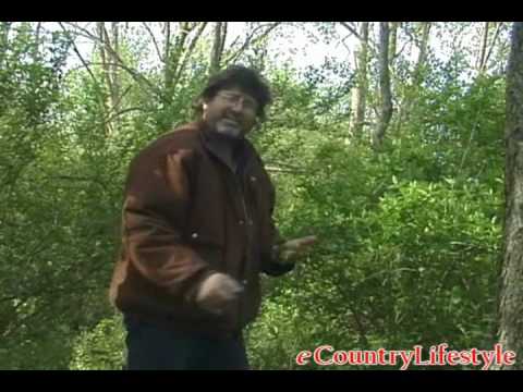 How to find Morel Mushrooms