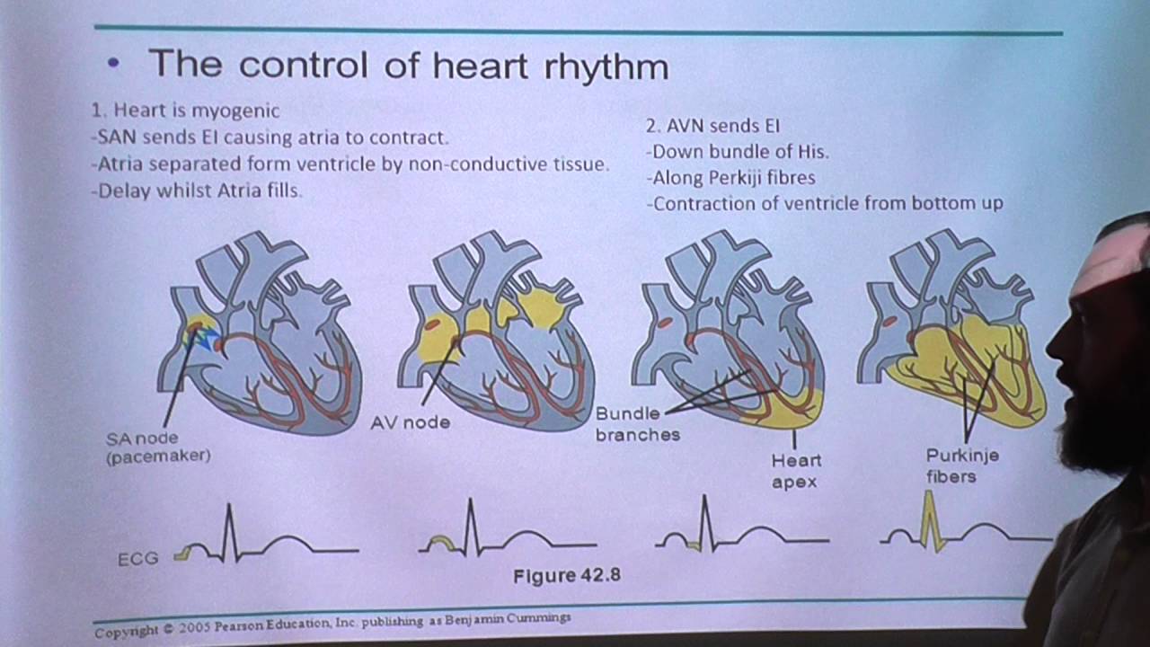 Control of Heart Rate
