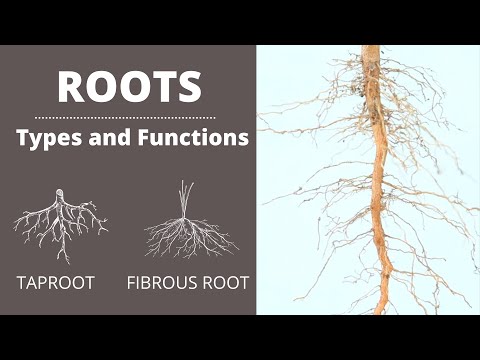 Functions of Roots | Types of Roots | Taproot | Fibrous Root | Lesson for Kids