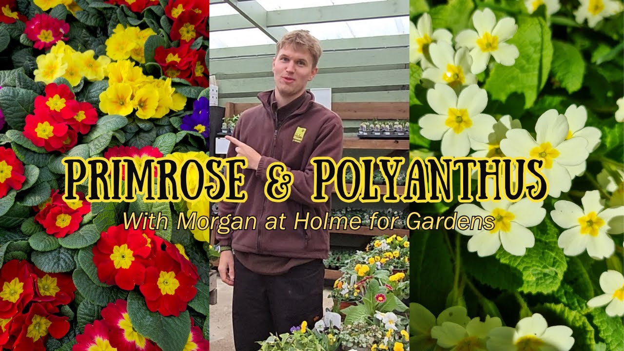 Primroses & Polyanthus with Morgan at Holme for Gardens