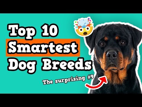 Top 10 Smartest Dog Breeds in The World 🤯 - The Most Intelligent Dogs