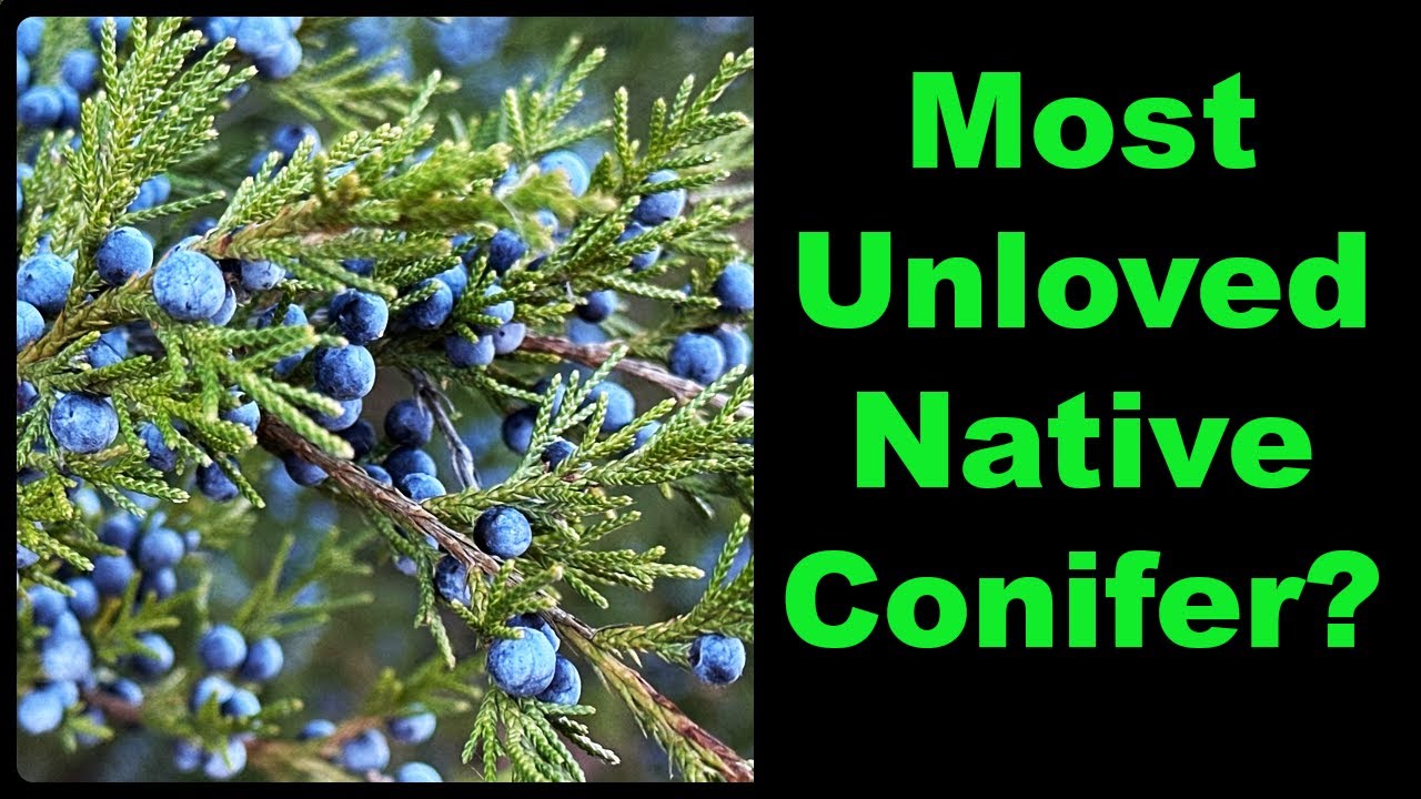 Eastern Redcedar Facts That Will Surprise You!