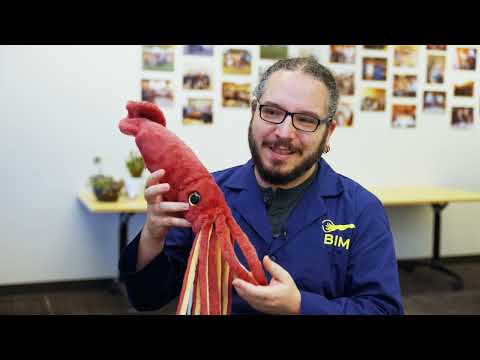 A Look at UMich MSE Labs: The Abdon Pena-Francesch Lab