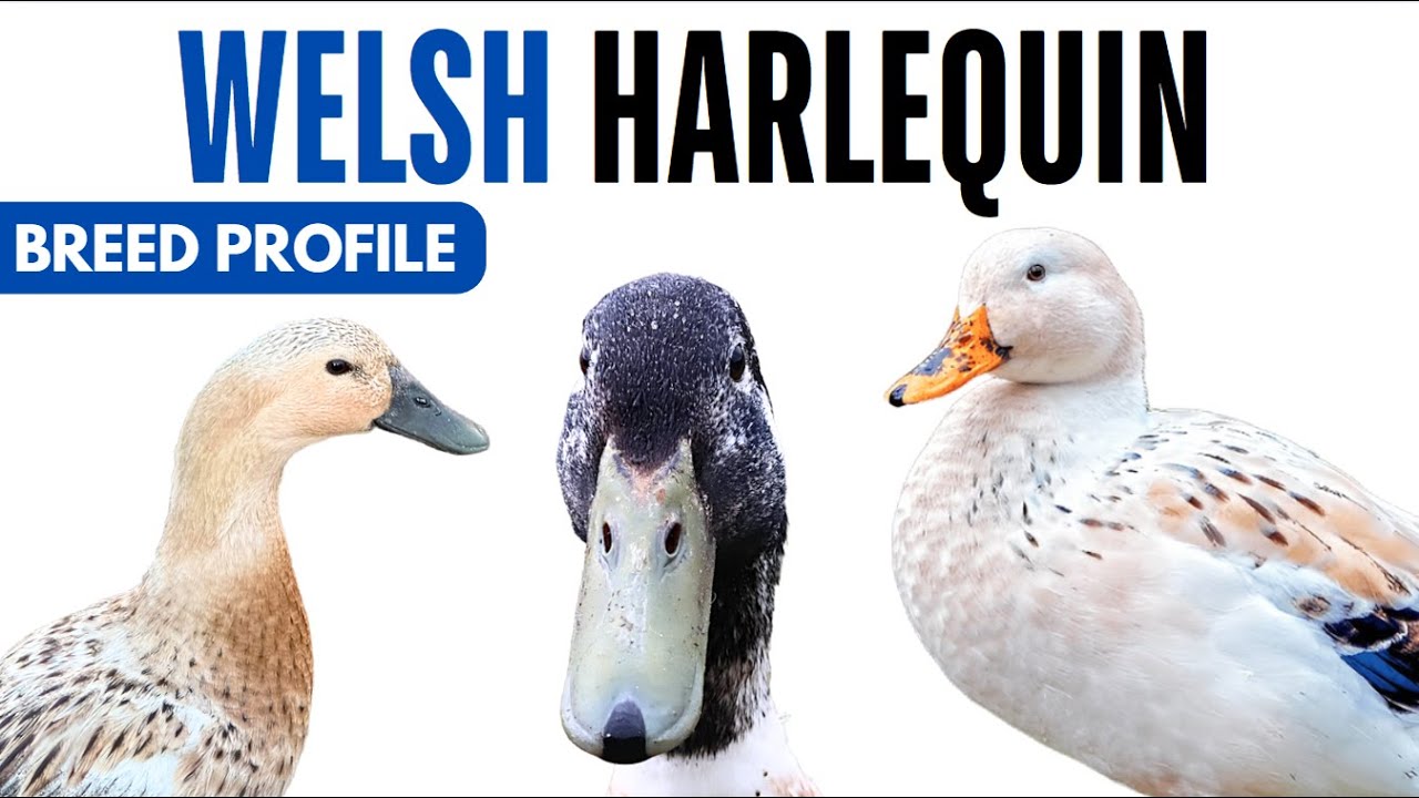 Welsh Harlequin Duck Breed Profile History Health Issues - Welsh Harlequin Duck Egg Ratio Lifespan