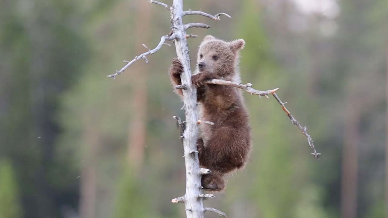 Adorable Bear Cubs Climbs Tree