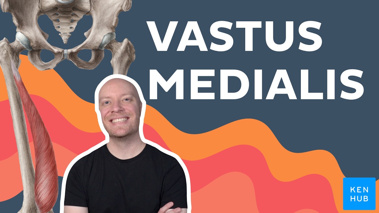 Vastus medialis muscle: Anatomy and functions