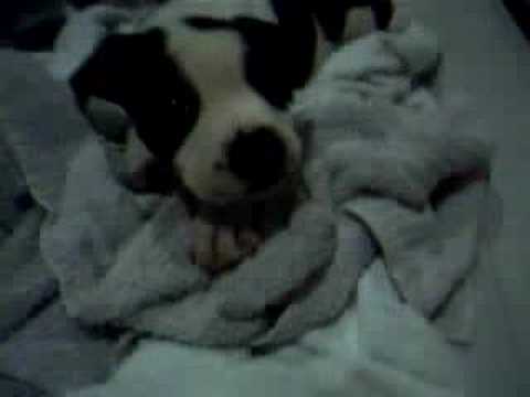 Staffy Pup - Lola 7 Weeks Old