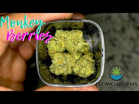 Trying Flow Gardens Monkey Berries 🍇⛽️🔥 Does it smoke? THCa review!