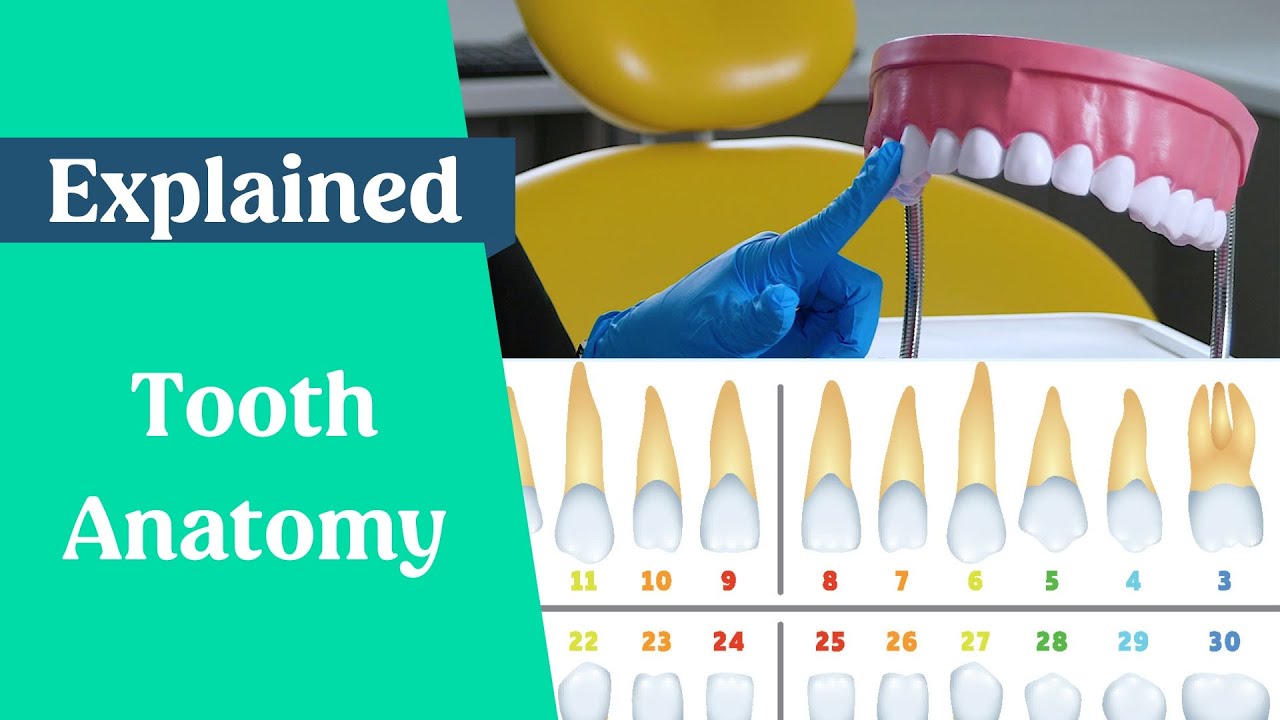 Dental Terminology - Tooth Naming & Numbering Explained