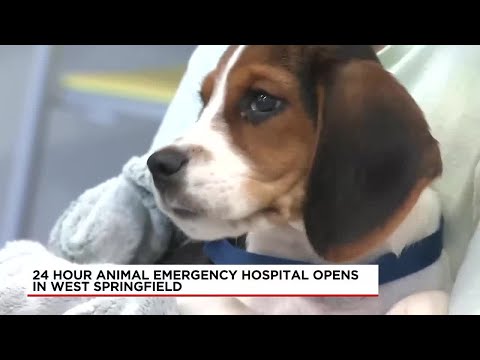 24-hour emergency animal hospital officially opens in West Springfield