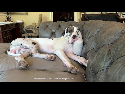 Funny Harlequin Great Dane Puppy Has The Sweetest Purring Snore