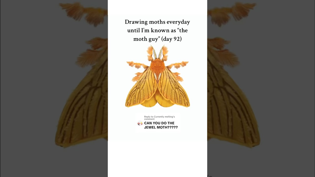 The beautiful Jewel Moth 💛🦋 #drawing #moths #digitalart #fypシ