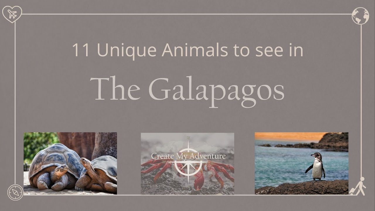 Top 11 Unique Animals To See In The Galapagos
