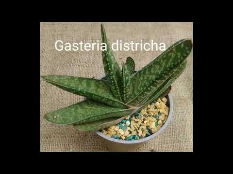 Succulents Gasteria(with names)