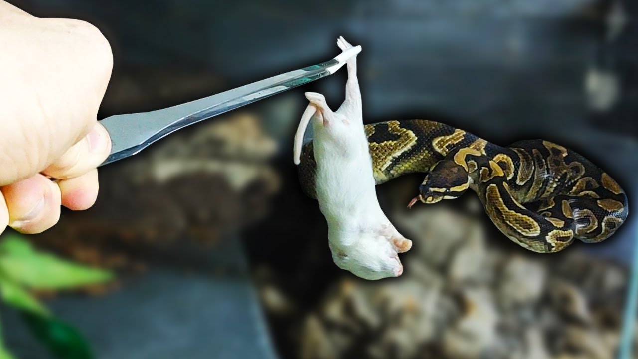 Epic Ball Python Feeding