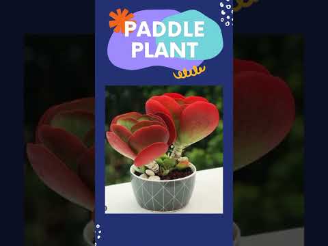PLANTS NAME IN ENGLISH || PART 2 ||