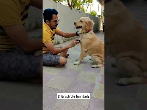 Steps to maintain good hair and ear hygiene of a Golden Retriever.