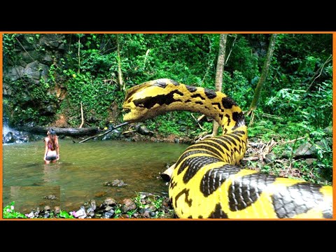 Here Are The Animals That Live In The Amazon Rainforest ?