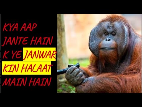 5 Most Critical Endangered Species In World | In Urdu/Hindi | Rare Tv