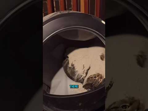 Self Cleaning Litter Box