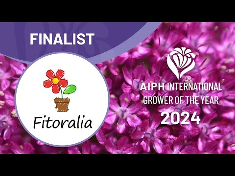 Fitoralia | IGOTY 2024 Finalist