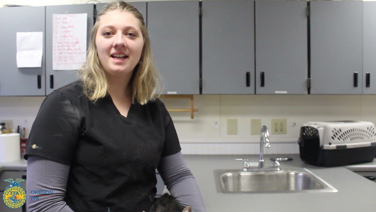 Cat Restraint: Cephalic IV Catheter