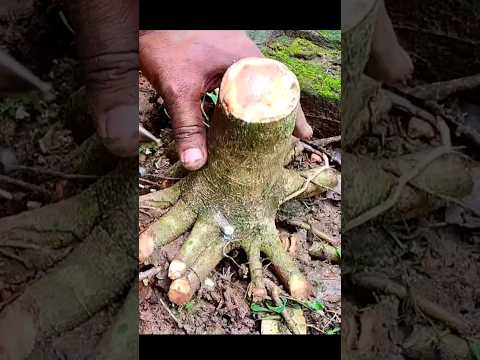 #ficusrumphii #peepal #ficus #banyan #bonsaitree #bonsai #bonsaiplant #janabonsai #shorts