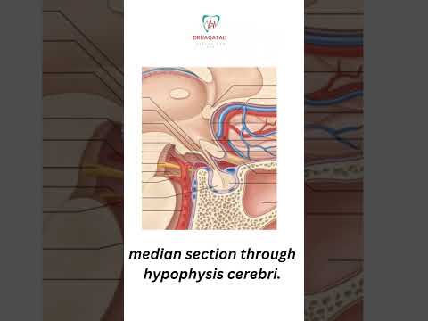 median section through the hypophysis cerebri.