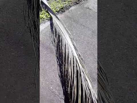 Palm frond #youtube #shorts #youtubeshorts #natural #life #time #fun #happy #front #yard #palm #tree