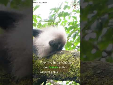 One of the rarest and most endangered primates, the Lion-tailed Macaque is endemic to India!