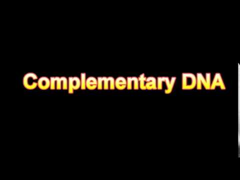 What Is The Definition Of Complementary DNA - Medical Dictionary Free Online