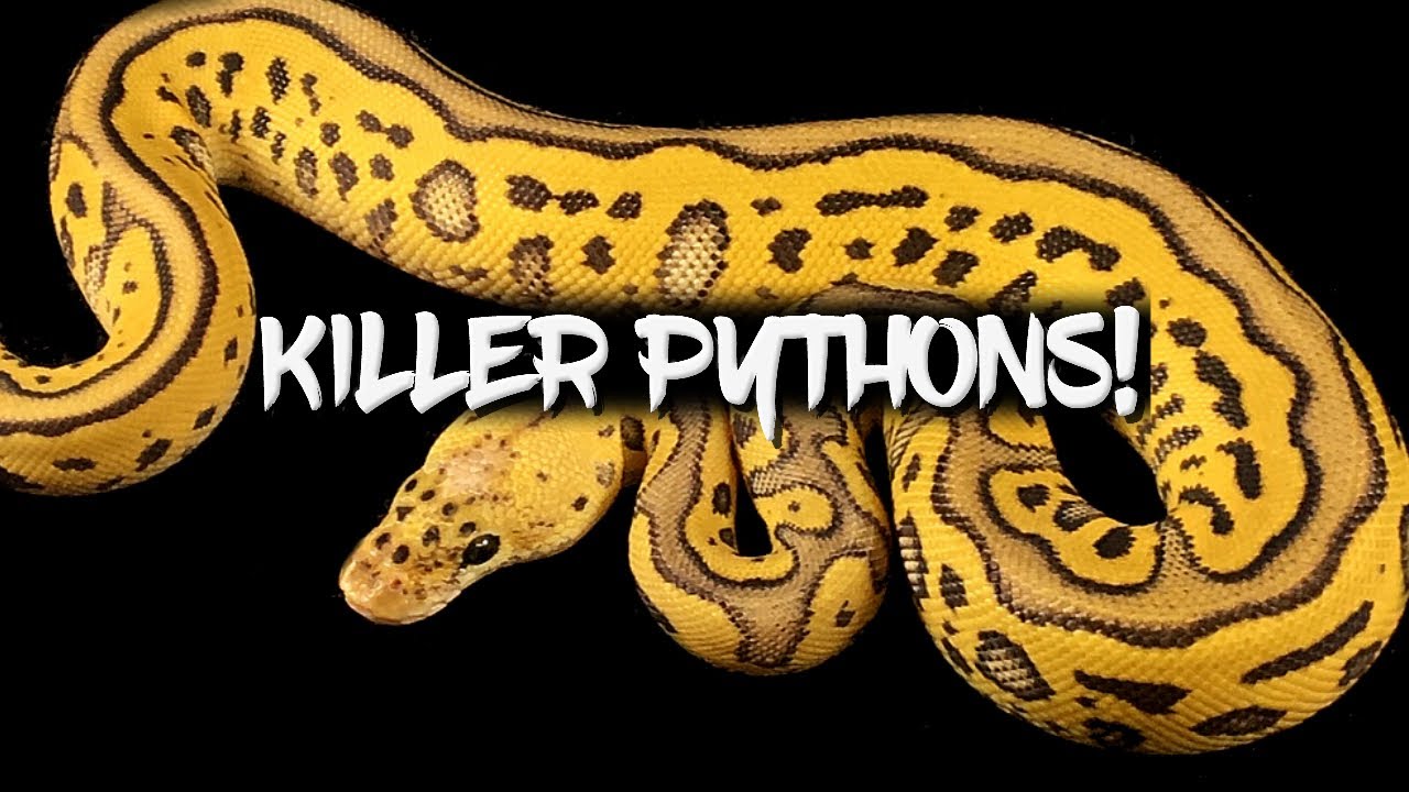 Killer Ball Pythons (Super Pastel!)