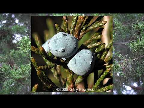 Juniperus virginiana (eastern redcedar)
