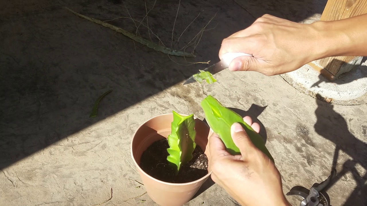 How to graft Epi onto Dragon fruit cactus